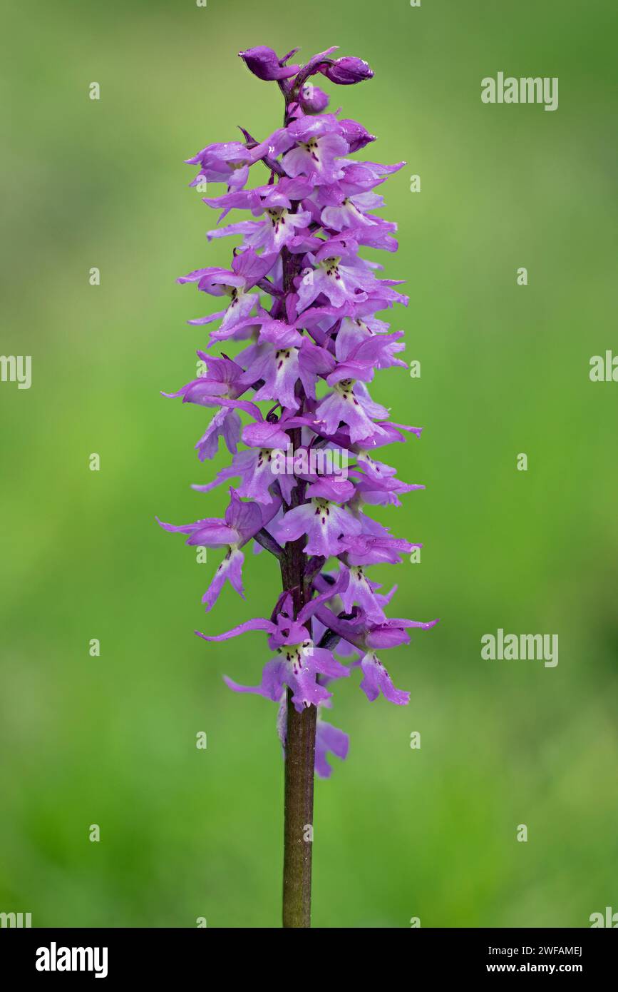 Orchis mascula Male orchid Stock Photo - Alamy