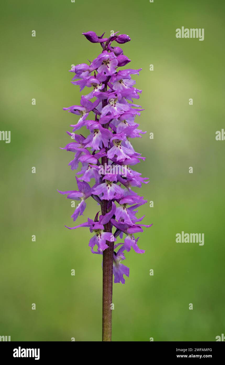Orchis mascula Male orchid Stock Photo - Alamy