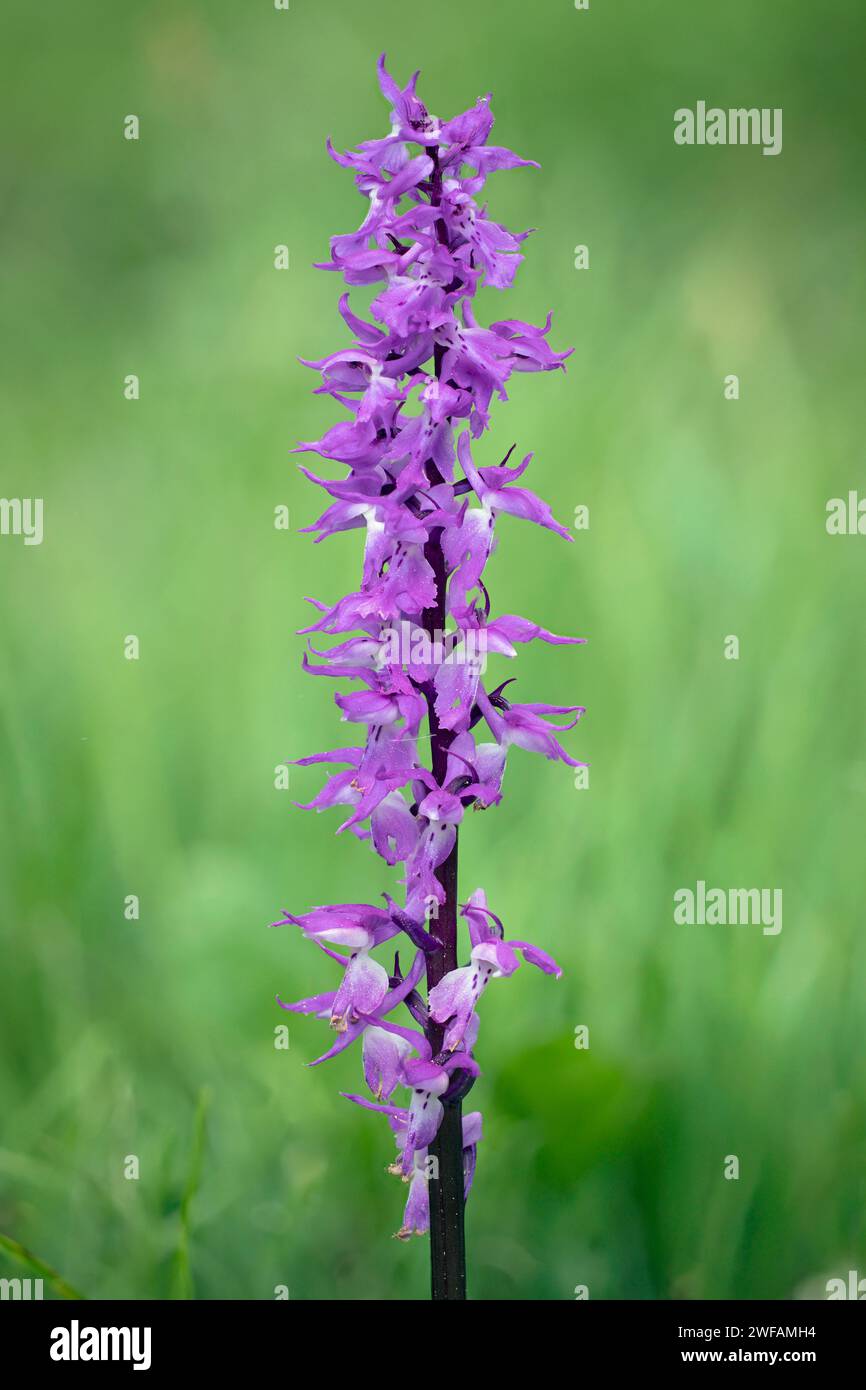 Orchis mascula Male orchid Stock Photo - Alamy