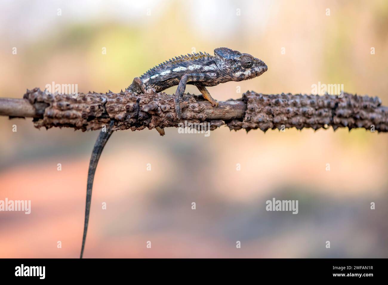 Warty chameleon (Frucifer verrucosus) from the spiny forest of Berenty ...