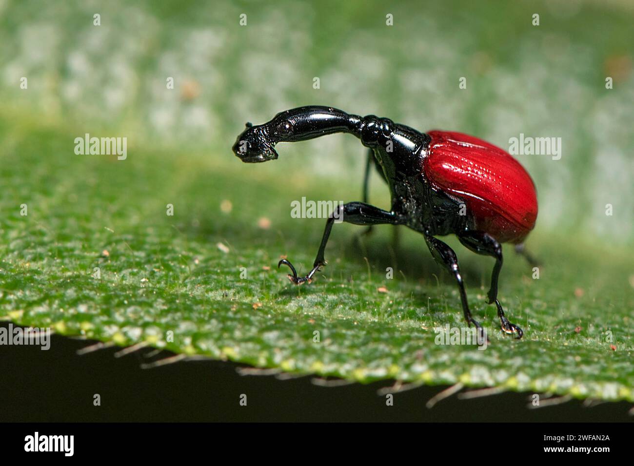 Female giraffe weevil (Trachelophorus giraffa) from Andasibe National ...