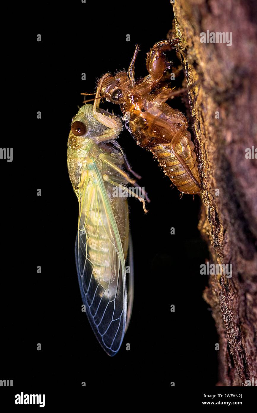 Cicada of indonesia hi-res stock photography and images - Alamy
