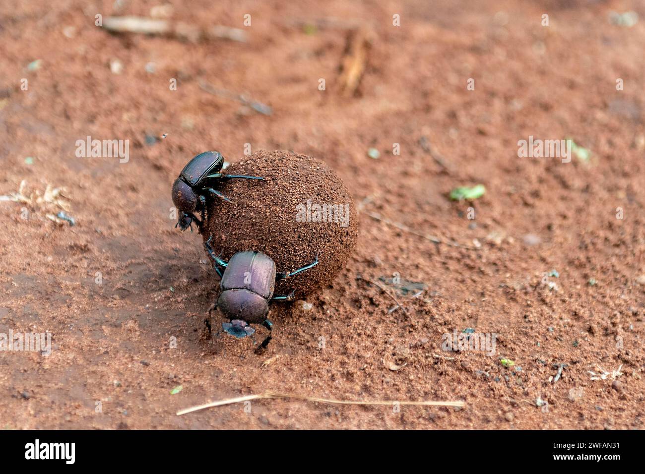 Dung beetle rolling dung in Zimanga Private Reserve, South Africa ...