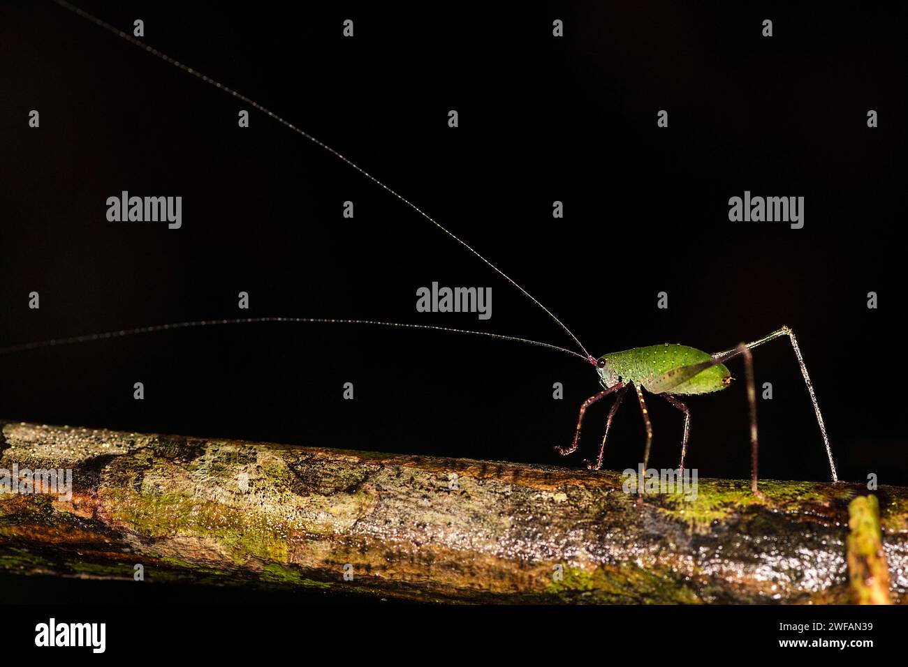 Beautiful katydid long antennae hi-res stock photography and images - Alamy