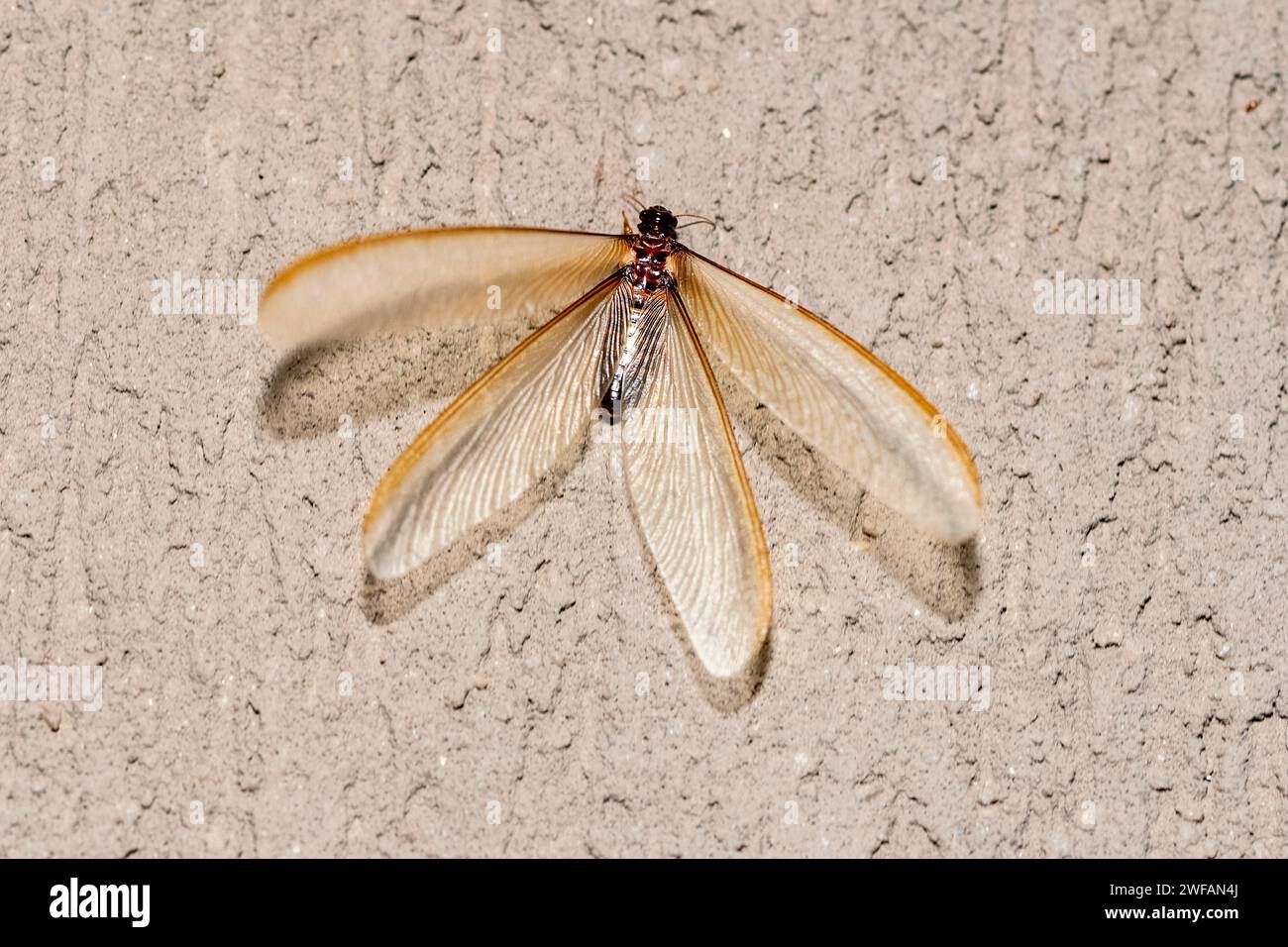 Winged form (alates) of termite (Odontotermes sp.) that swarmed for a ...