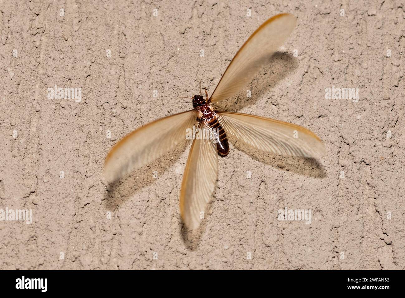 Winged form (alates) of termite (Odontotermes sp.) that swarmed for a ...