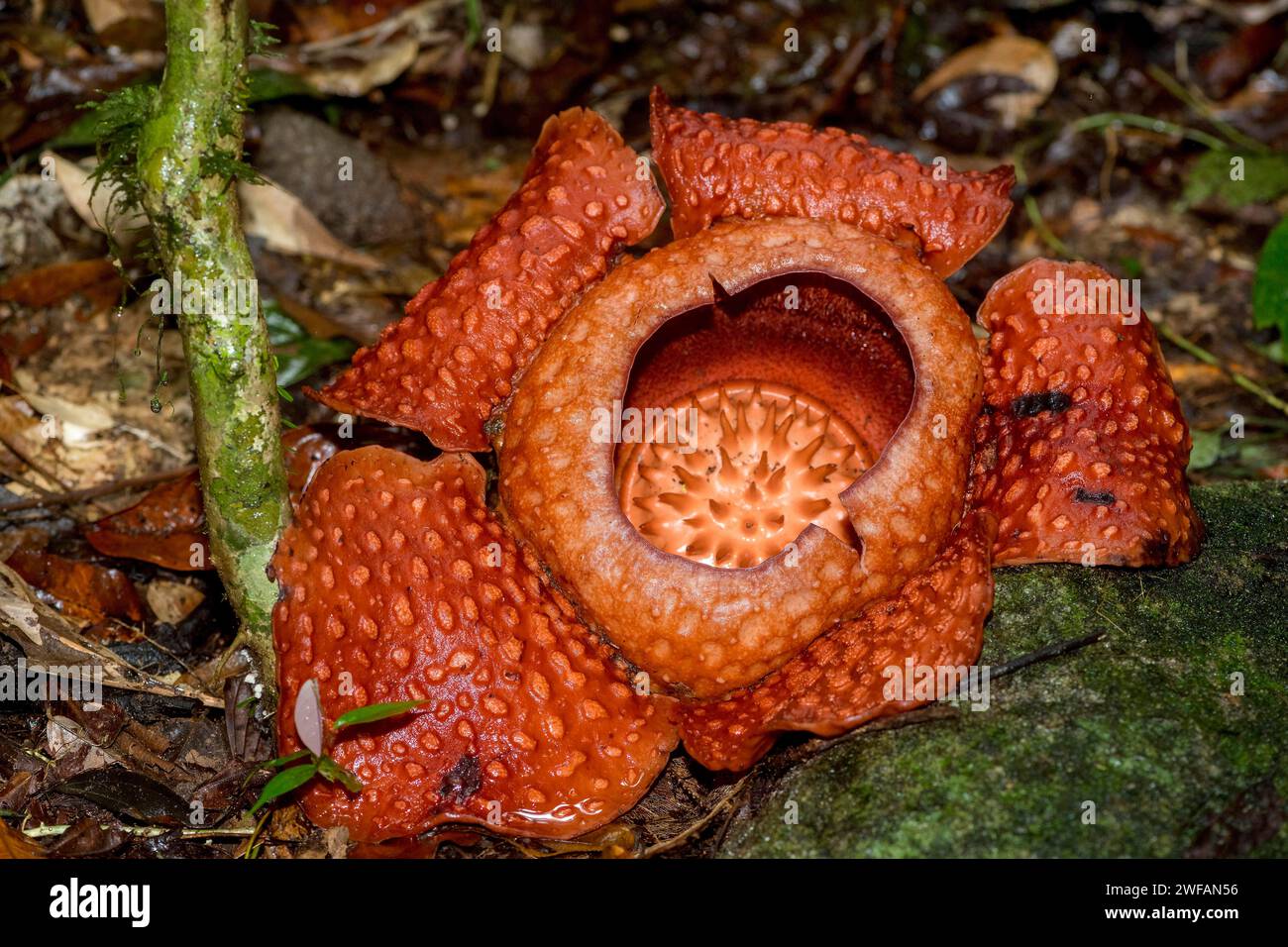 Giant flower of the parasitic Rafflesia tuan-mudae in Gundung Gading ...