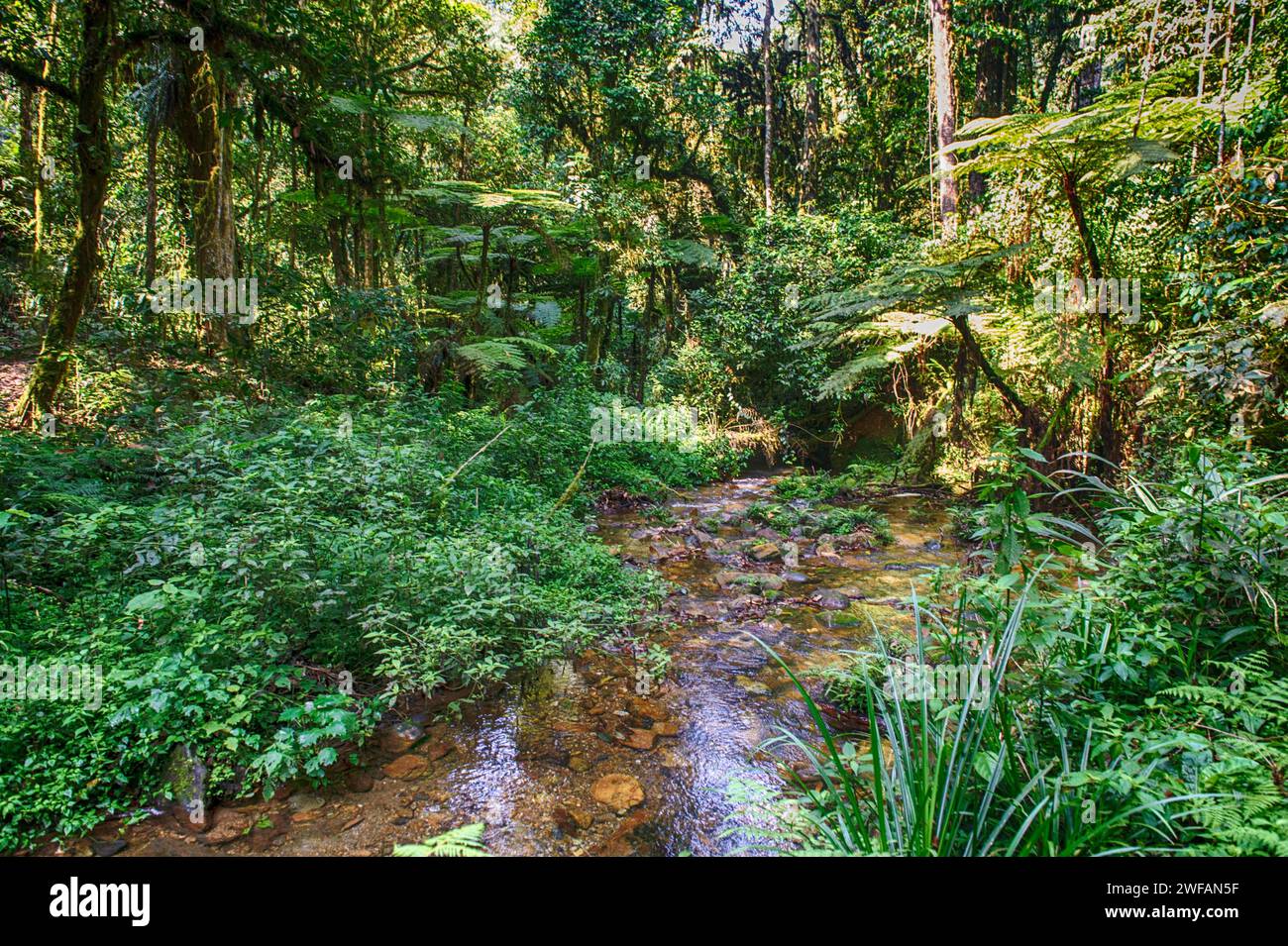 The rainforest and a small stream in Biwindi Impenetrable National Park ...