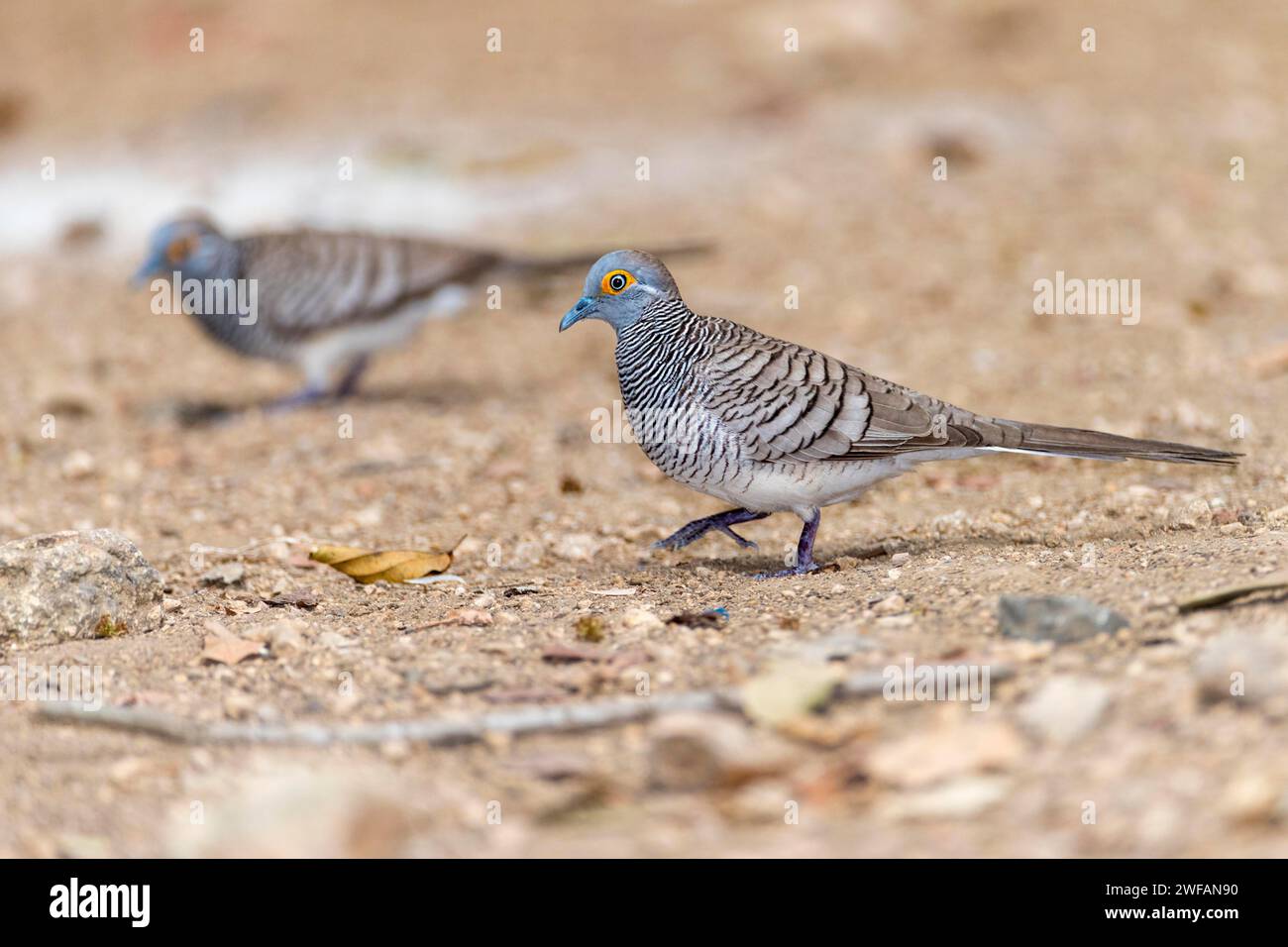 Barred Dove (Geopelia maugeus), endemic to the Lesser Sunda Islands ...