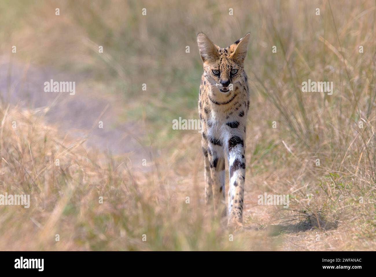 Serval cat (Leptailurus serval) from Maasai Mara, Kenya, Africa Stock ...