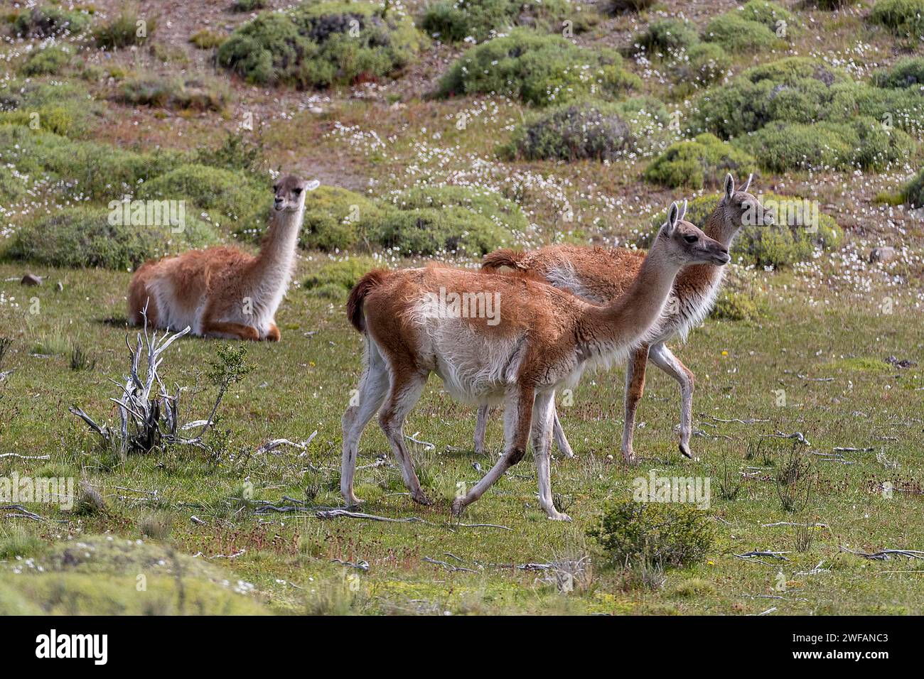 Guanacos (Lama guanicoe) from Torres del Paine National Park, southern ...