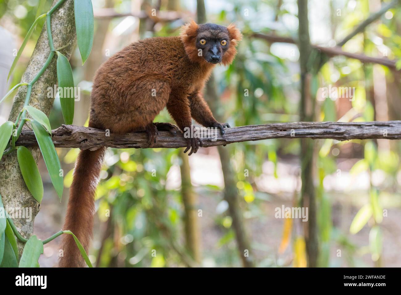 Hybrid between black lemur (Eulemur macaco) and crowned lemur (Eulemur ...