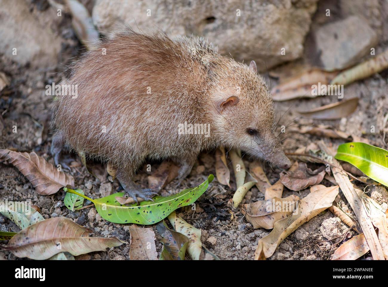Tailess tenrec (Tenrec ecaudatus) from Madagascar Stock Photo - Alamy