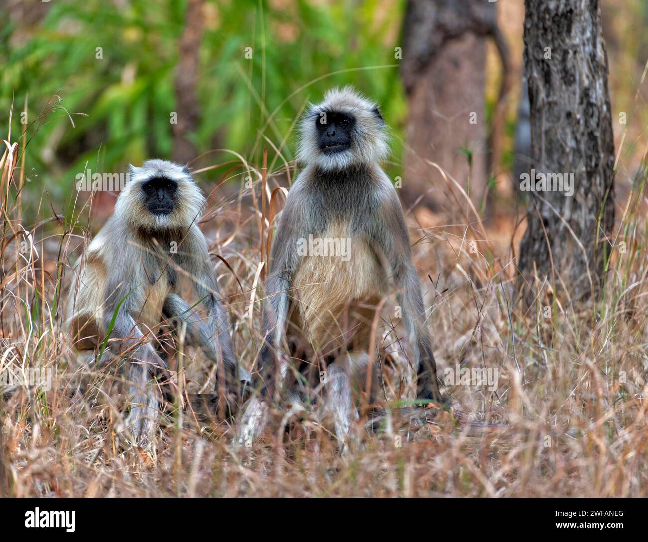 Pair of gray langur (Semnopithecus dussumieri) from Pench National Park ...