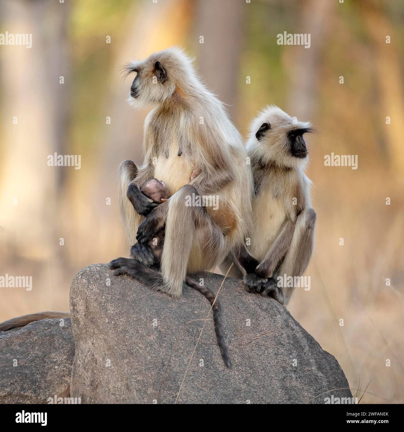 Pair of gray langur (Semnopithecus dussumieri) with new-born in Pench ...