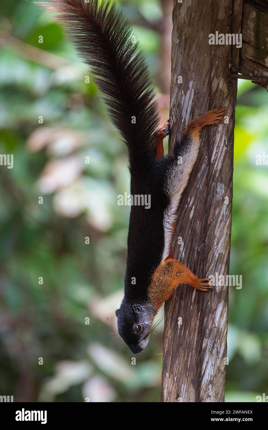 Prevost's squirrel (Callosciurus prevostii waringensis) from Kalimantan ...