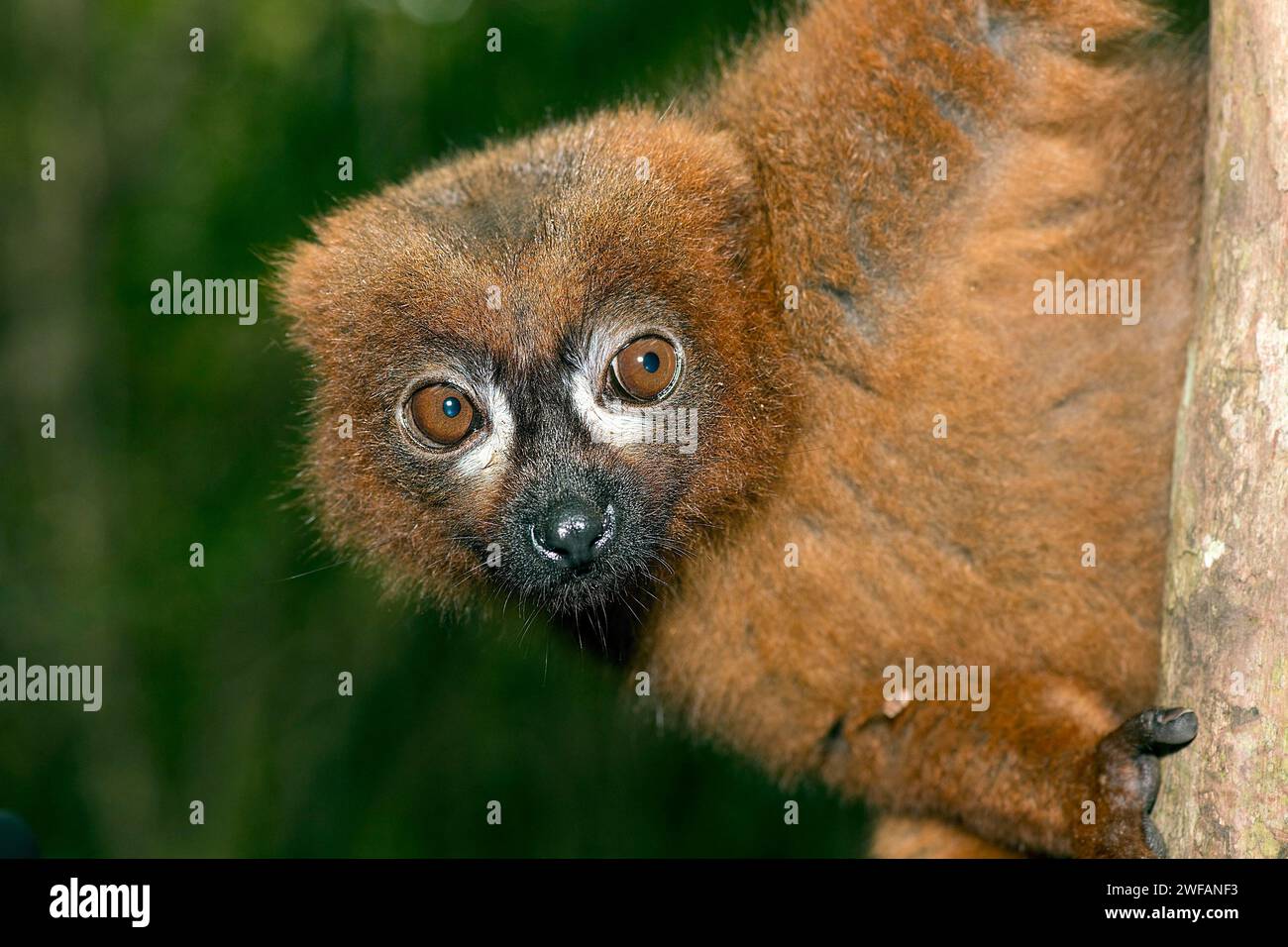 Close up of the red-bellied lemur (Eulemur rubriventer) in the forest ...