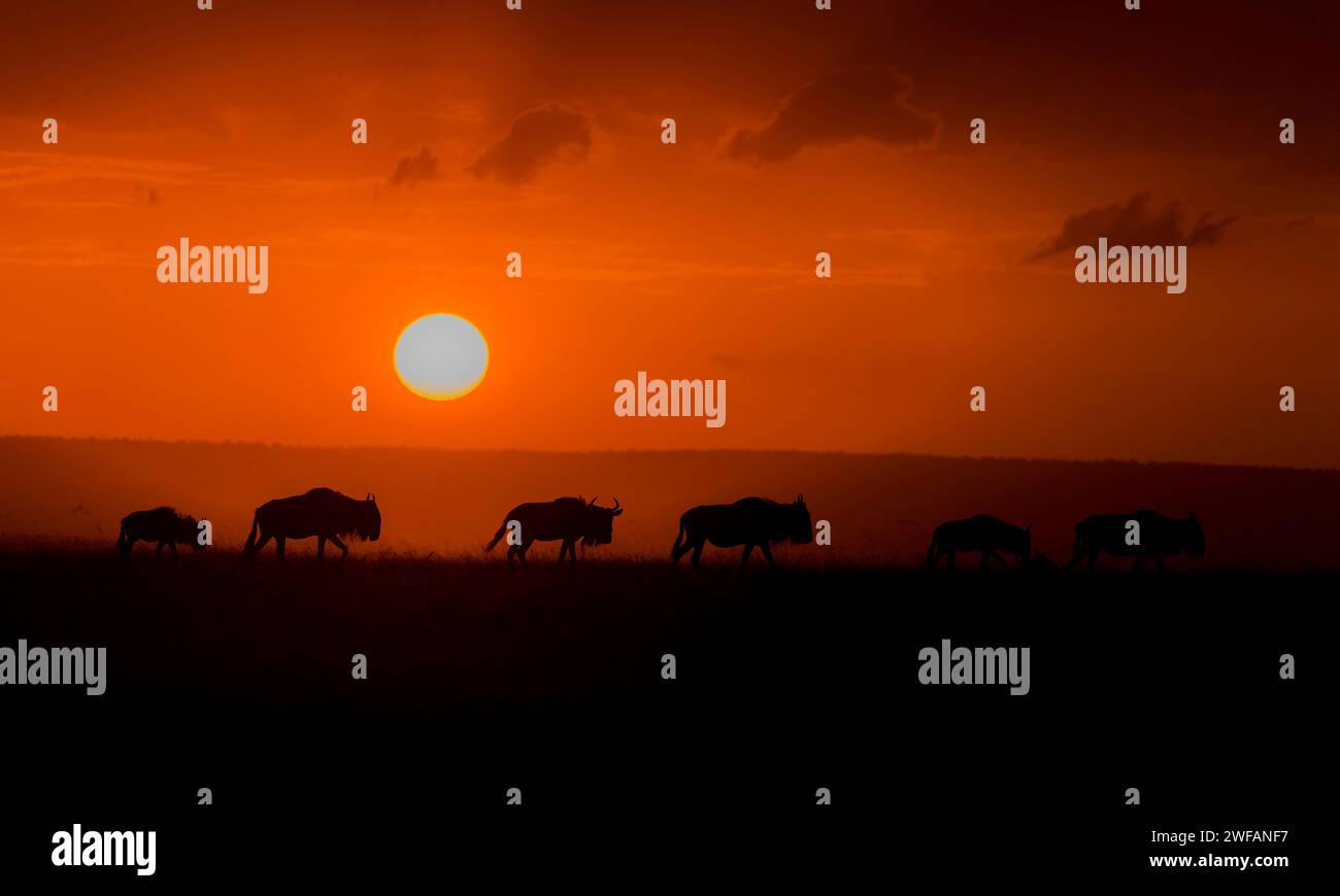 Wildebeests migration under the setting sun in Maasai Mara, Kenya Stock ...