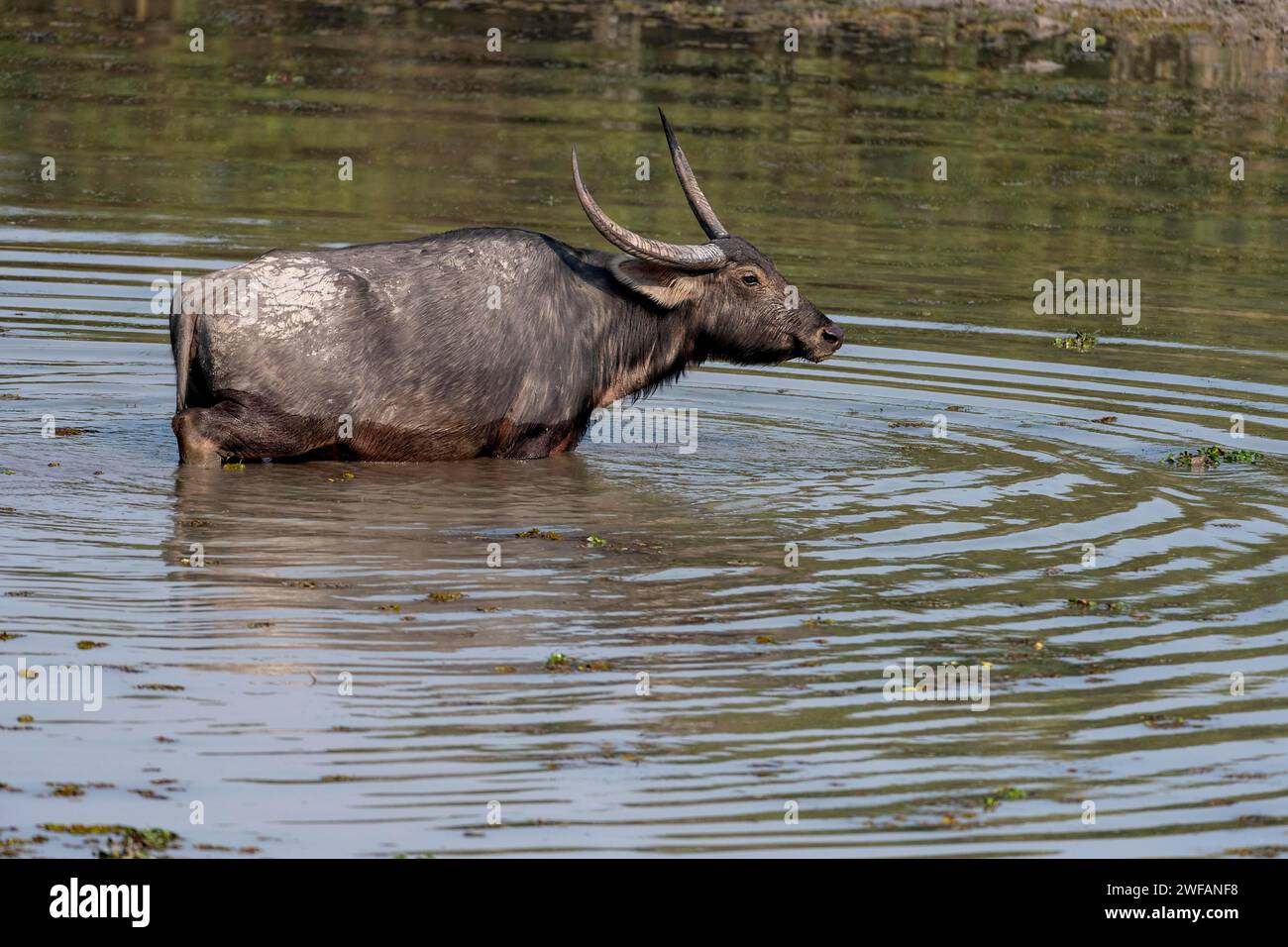 Indian Wild Buffalo (Bulbalus arnee) in Kaziranga National Park, Assam ...