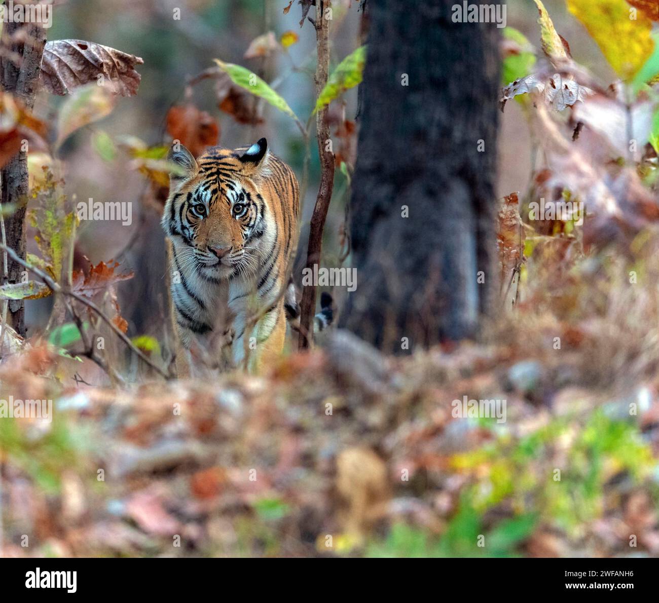 Female bengal tiger (Panthera tigris tigris) in the dense forest of ...