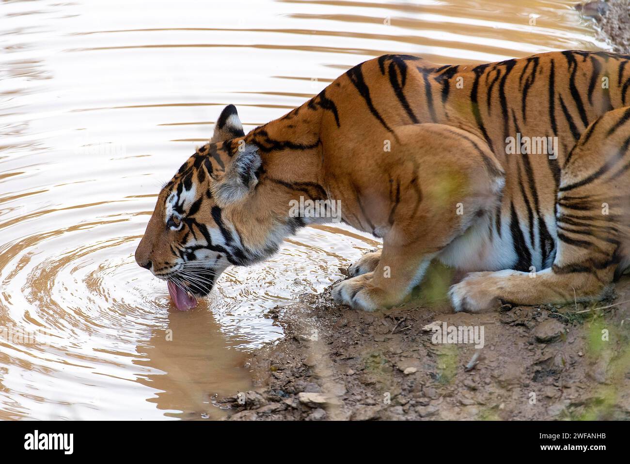 Mukki zone hi-res stock photography and images - Alamy