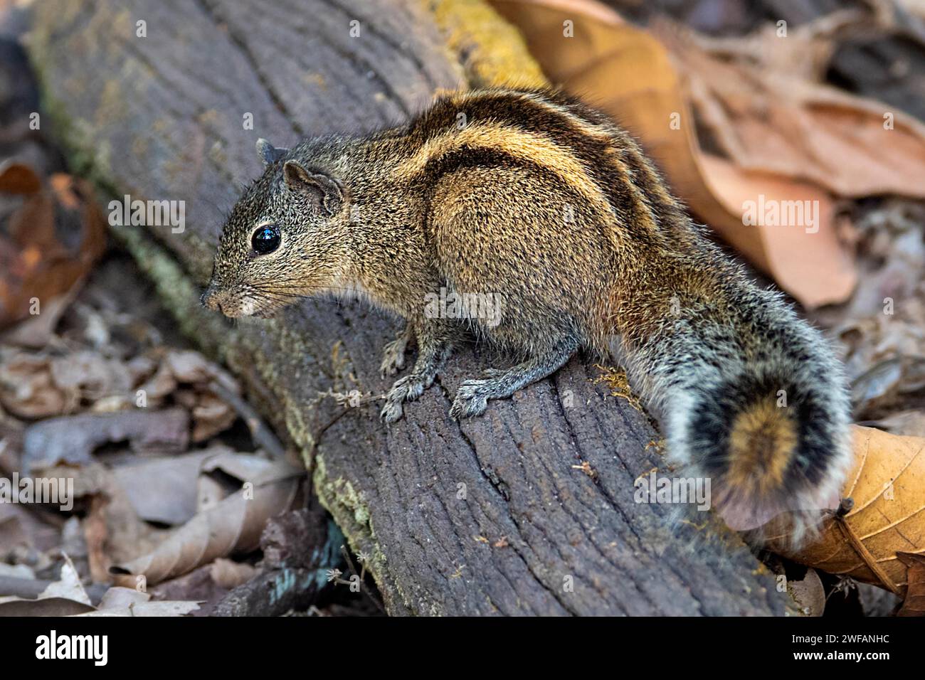 Indian palm squirrel (Funambulus palmarum) from Kanha National Park ...