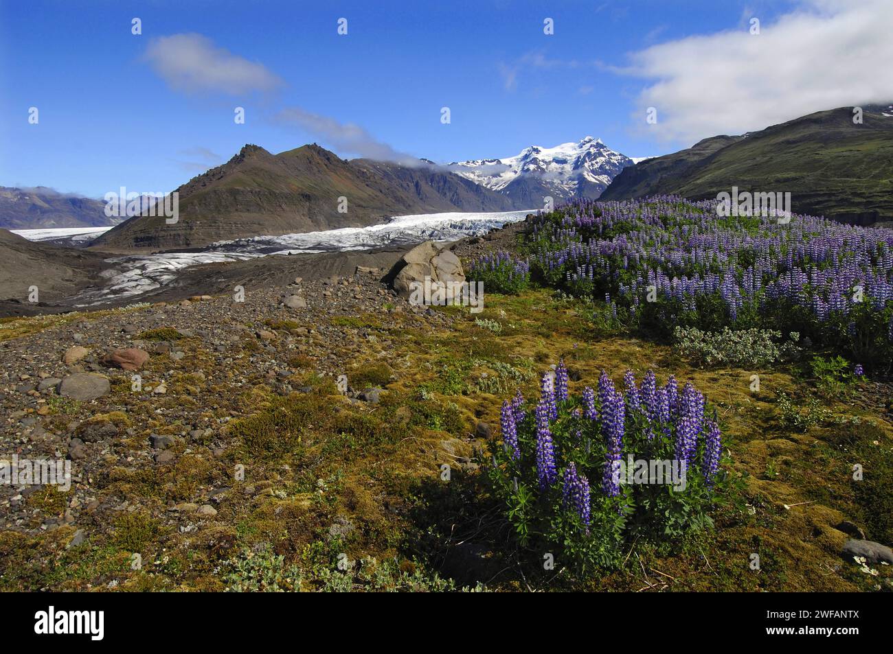Lupins grow in profusion on the terminal moraine of the Svinafell ...