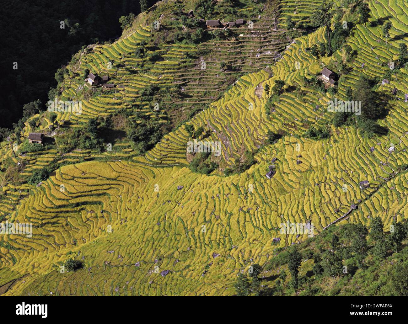 Terraced fields of rice and barley step down a hillside near the ...