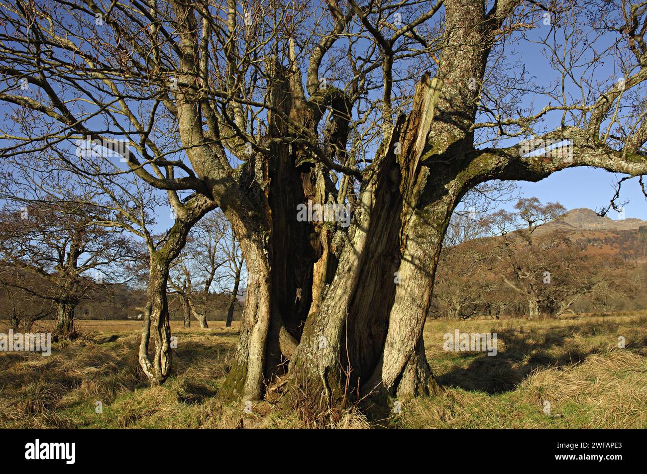 Massive cracked willow in open landscape with other more distant trees ...
