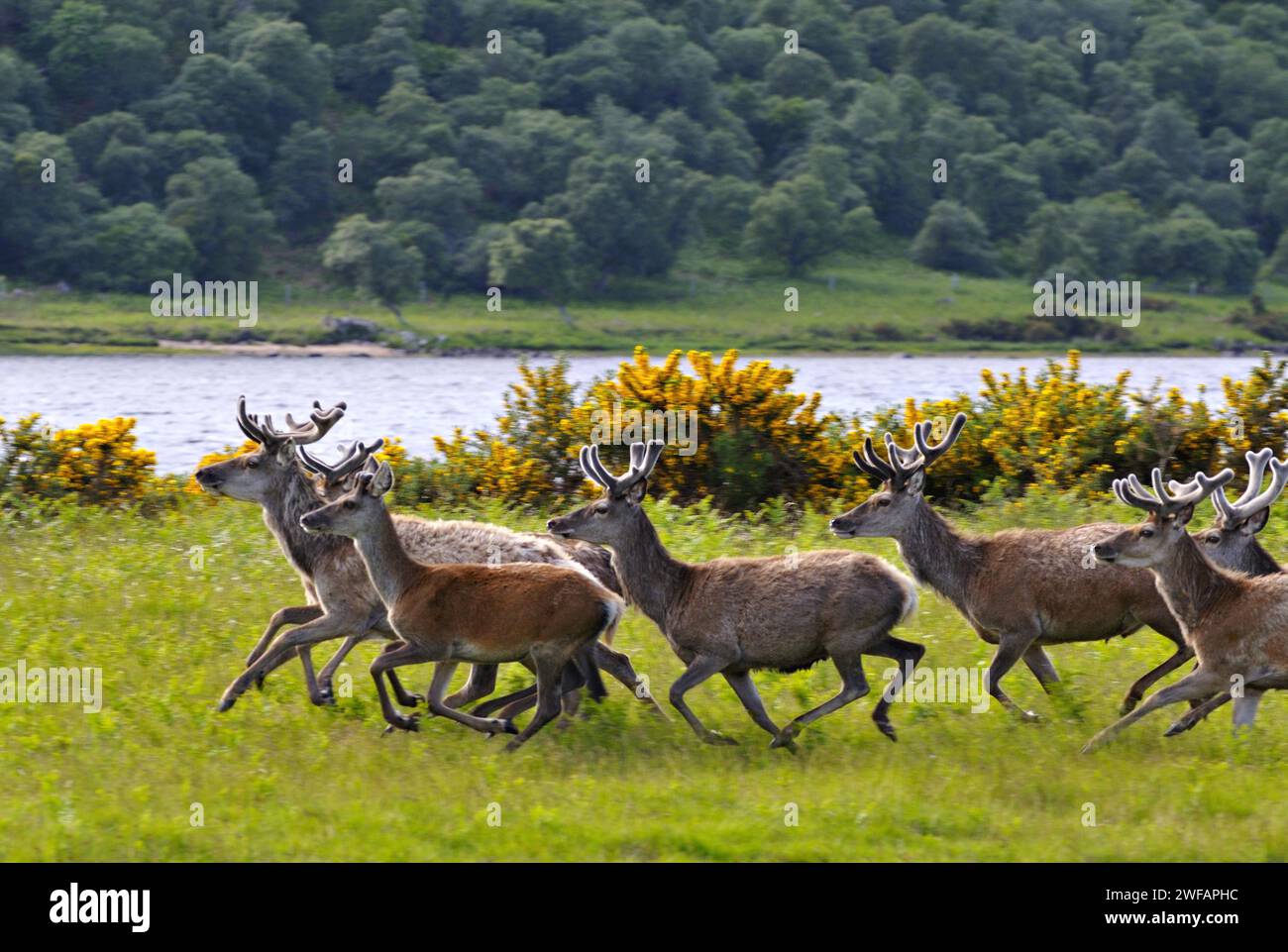 Group stag deer scotland highlands hi-res stock photography and images ...