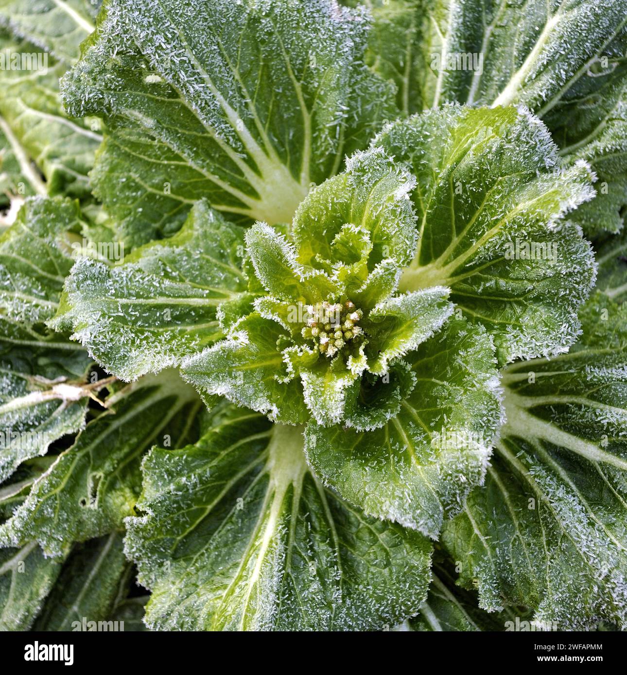 Close-up of frost on a winter cabbage, Killin, Perthshire, Scotland, UK ...