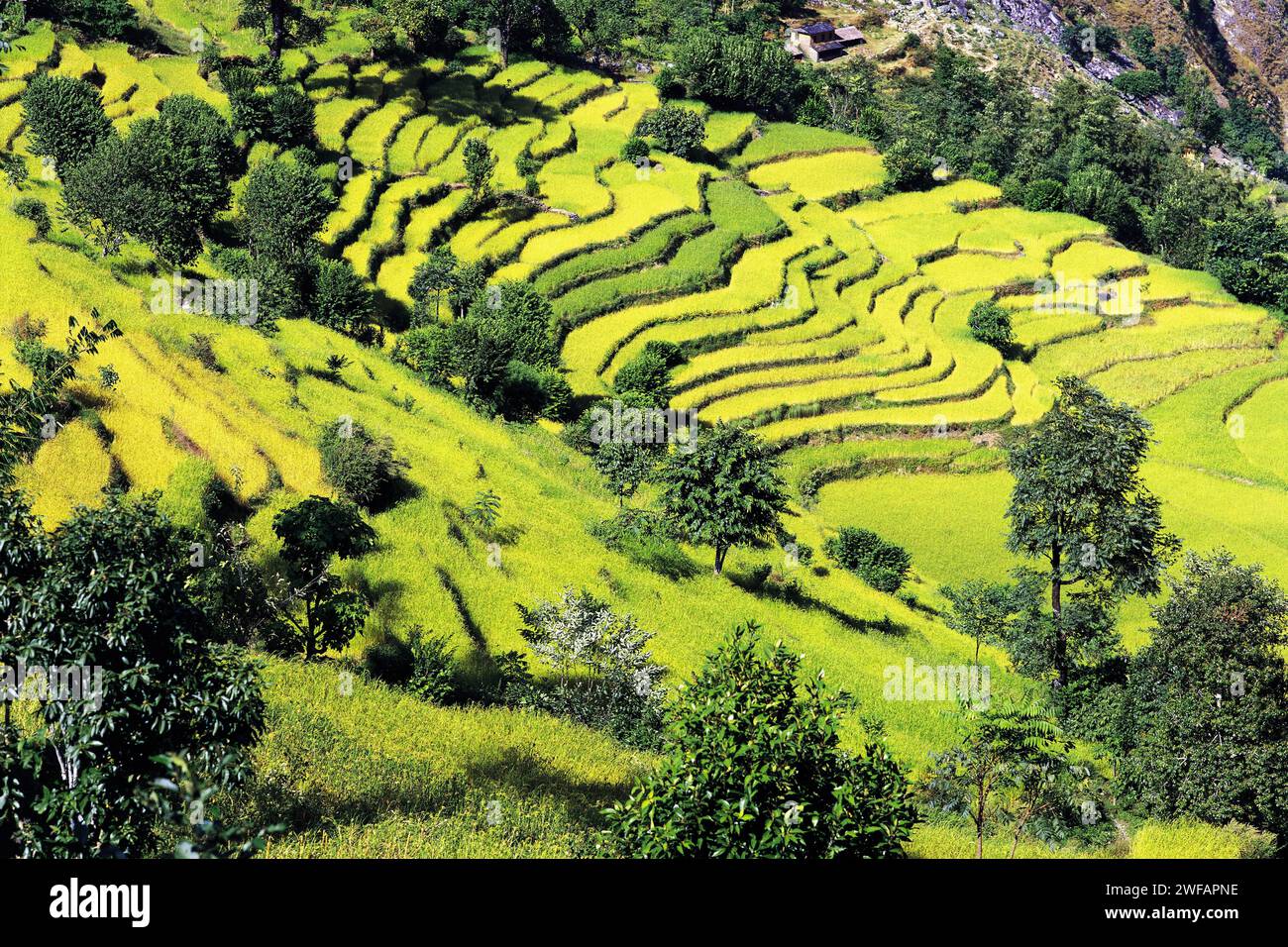 Terraced fields of rice step down a hillside near the village of Sinam ...