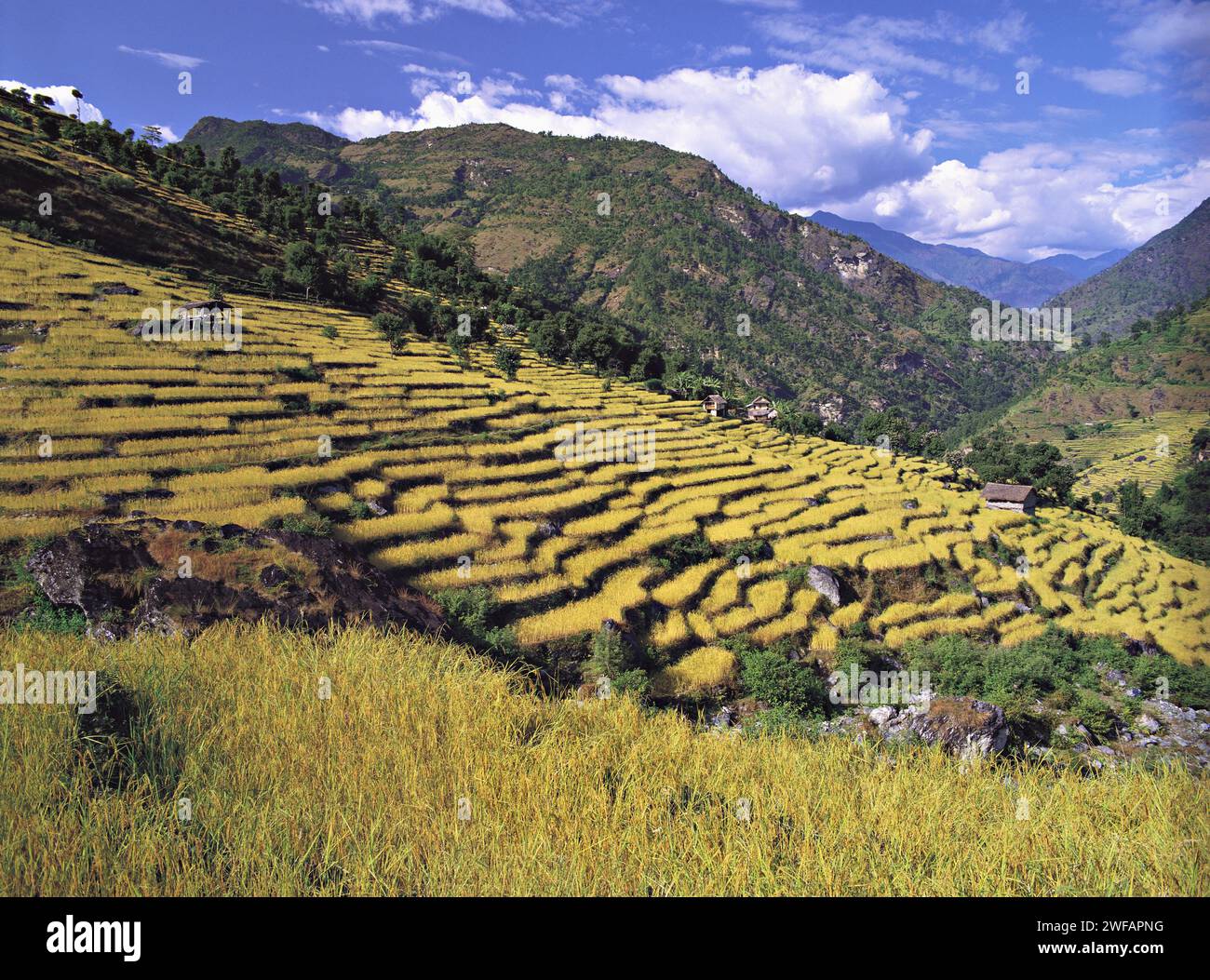 Terraced fields of rice and barley step down a hillside near the ...