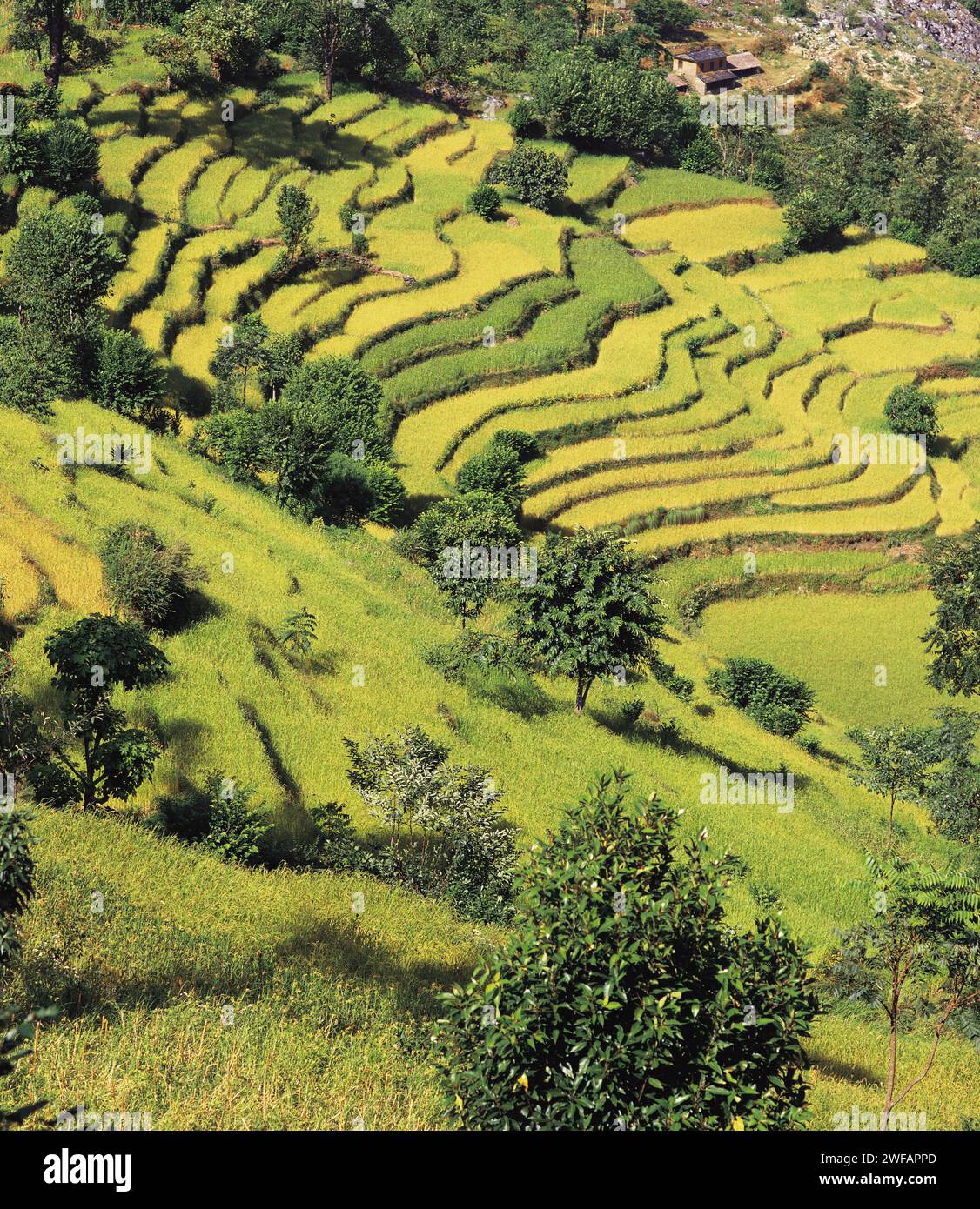 Terraced fields of rice and barley step down a hillside near the ...