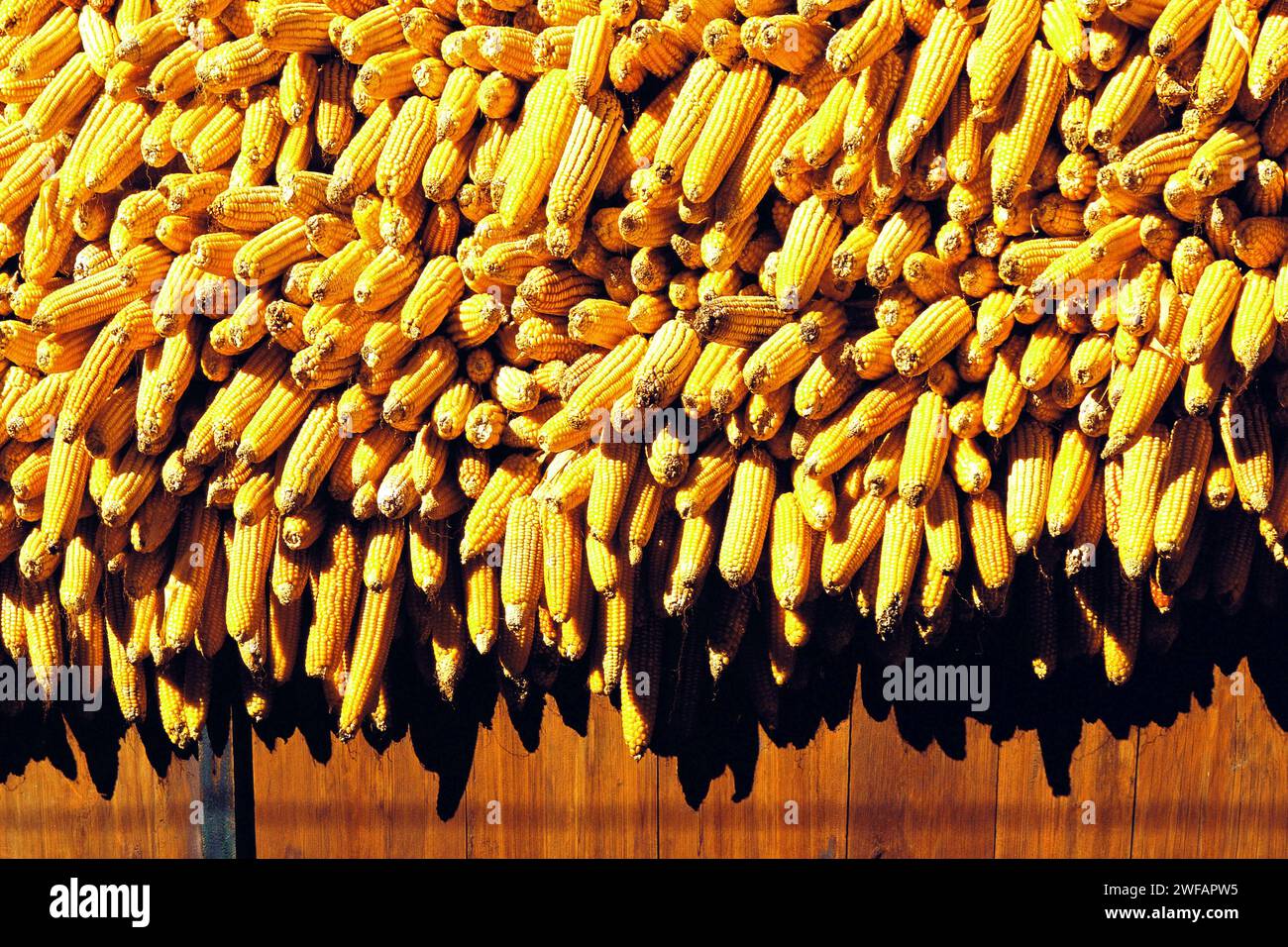 Nepal corn agriculture hi-res stock photography and images - Alamy