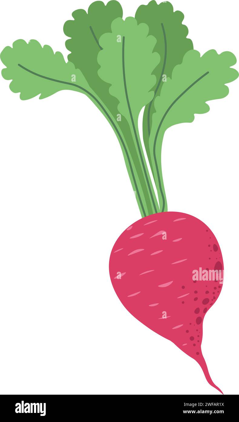 Sugar beet foliage Stock Vector Images - Alamy
