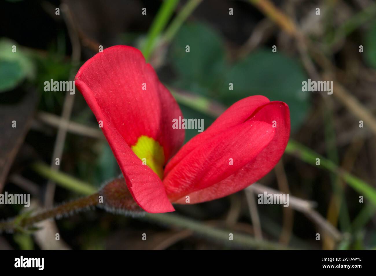 Running Postman (Kennedia Prostrata) is also known as Scarlet Runner ...