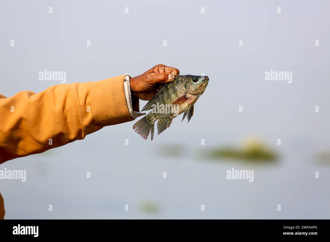 Fisherman holding Cyprinus intha fish, Inle Lake endemic species, Shan ...