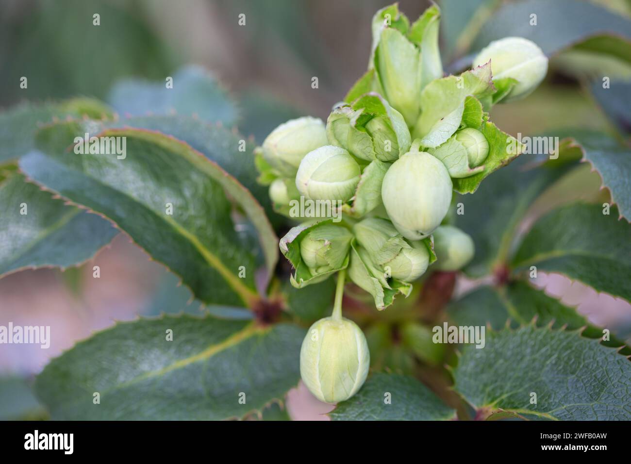 Hellebores helleborus plantae hi-res stock photography and images - Alamy