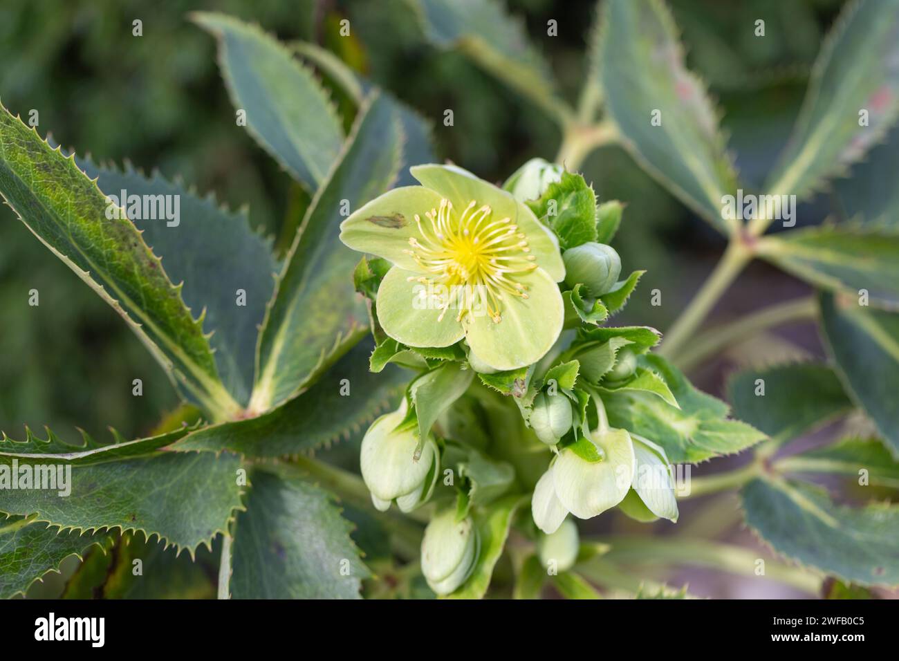 Hellebores helleborus plantae hi-res stock photography and images - Alamy