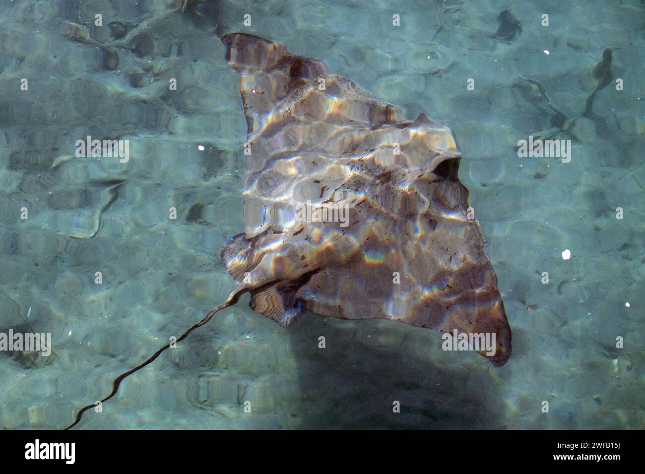New Zealand Eagle Ray, Myliobatis tenuicaudatus, Elaine Bay, Pelorus ...