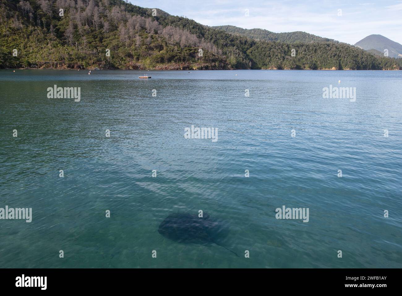 New Zealand Eagle Ray, Myliobatis tenuicaudatus, Elaine Bay, Pelorus ...