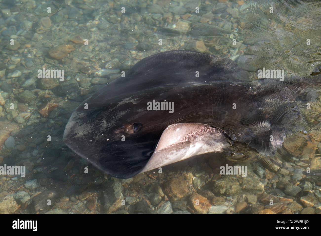 Short-Tailed Stingray, Bathytoshia brevicaudata, Elaine Bay, Pelorus ...