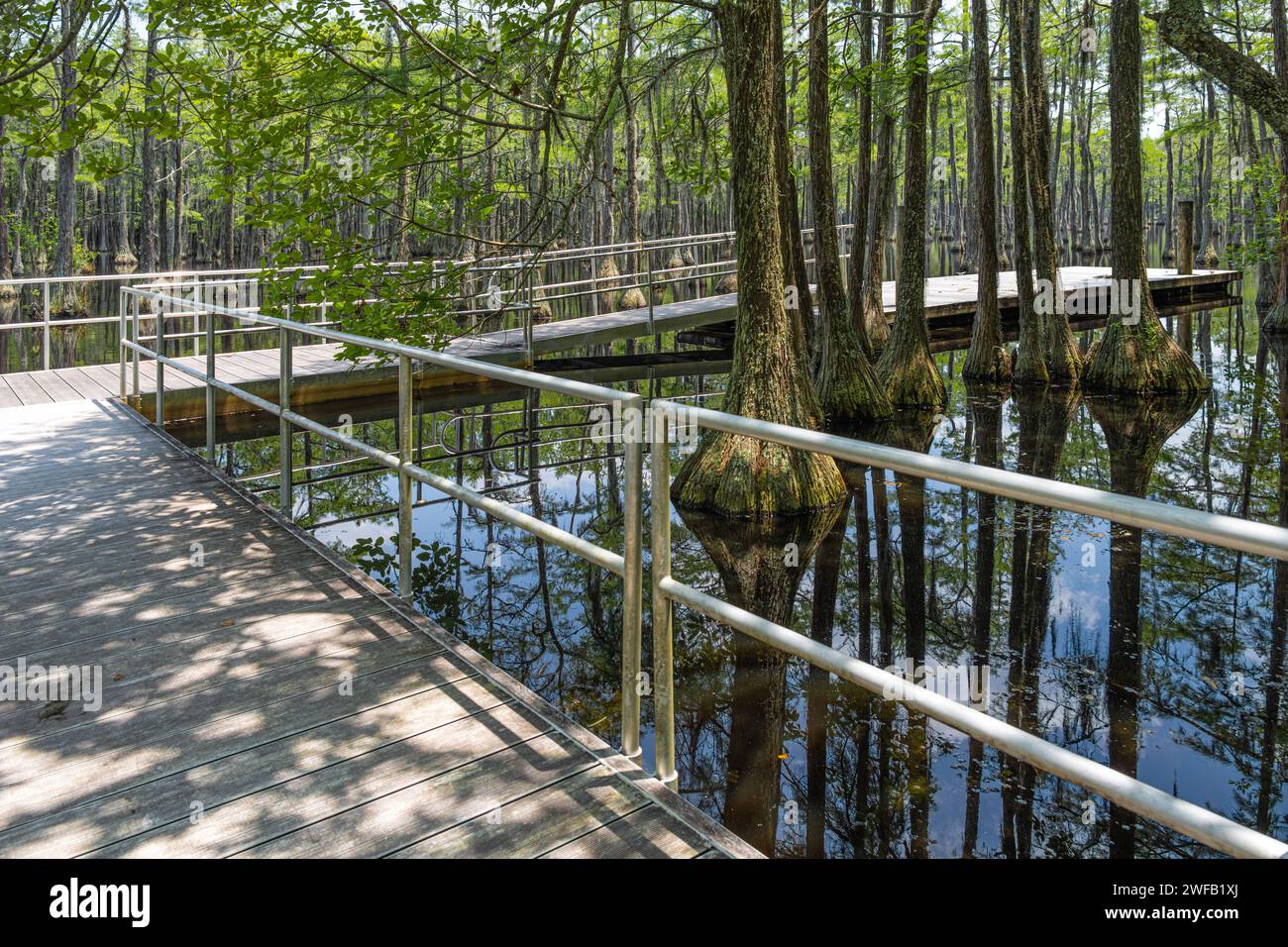 Cypress tree lake hi-res stock photography and images - Alamy