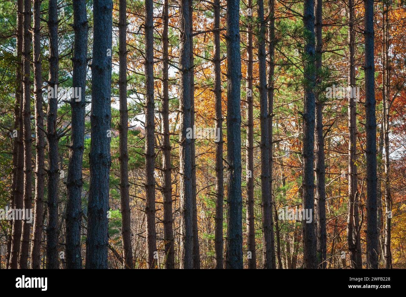 The Tree Groove at Tionesta Lake in the rugged hills of northwestern ...