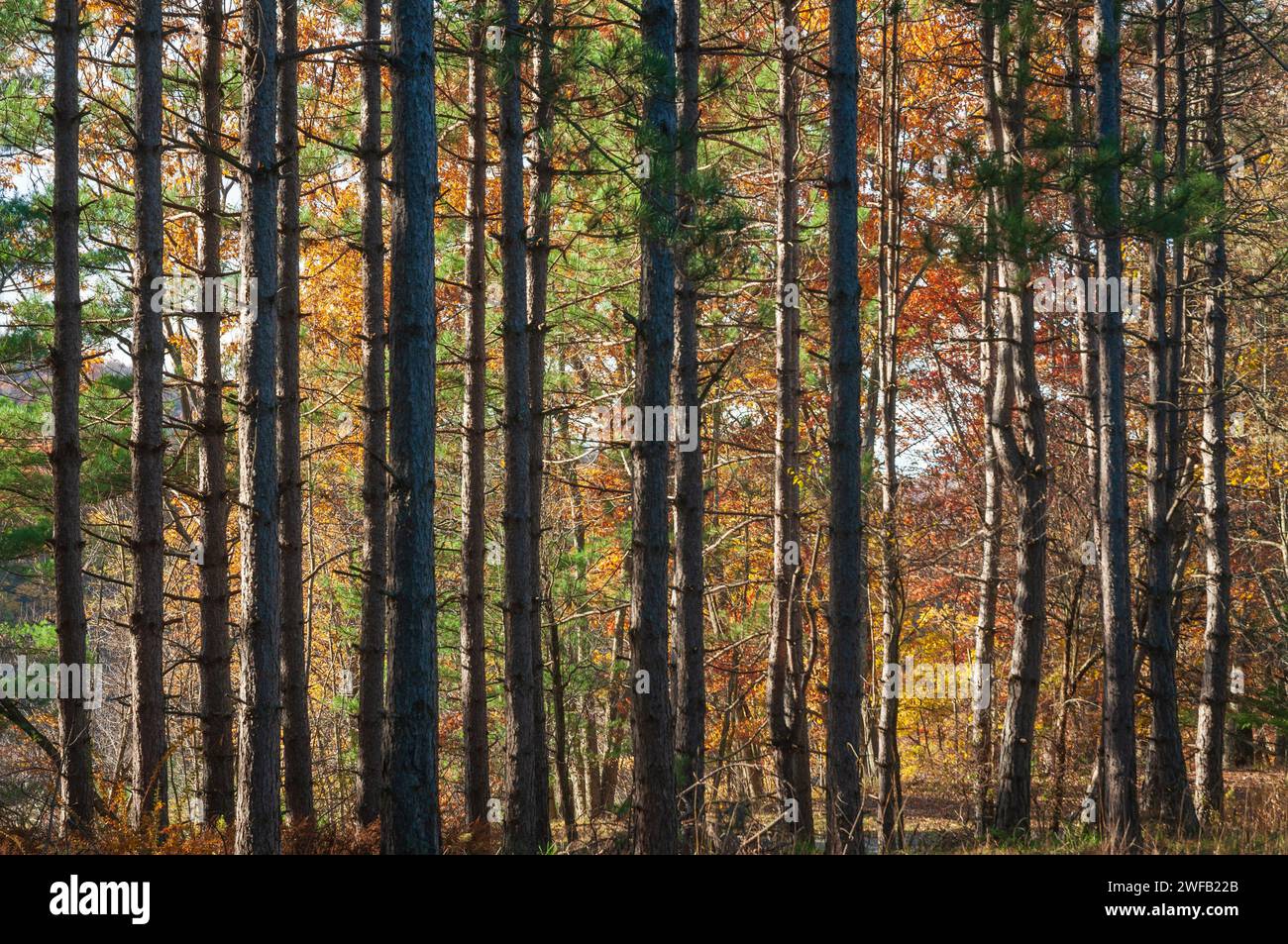 Tionesta attractions hi-res stock photography and images - Alamy