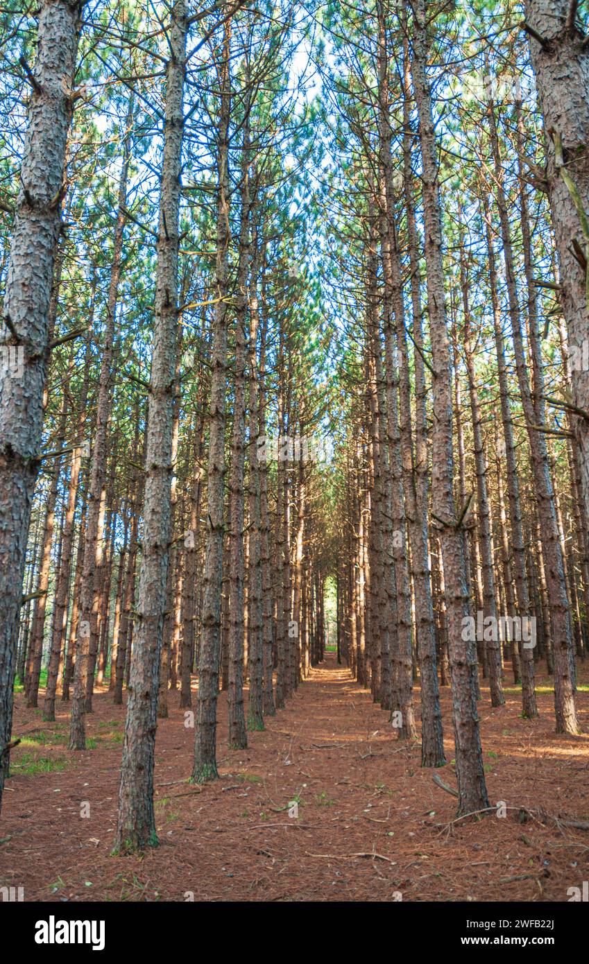 The Tree Groove at Tionesta Lake in the rugged hills of northwestern ...