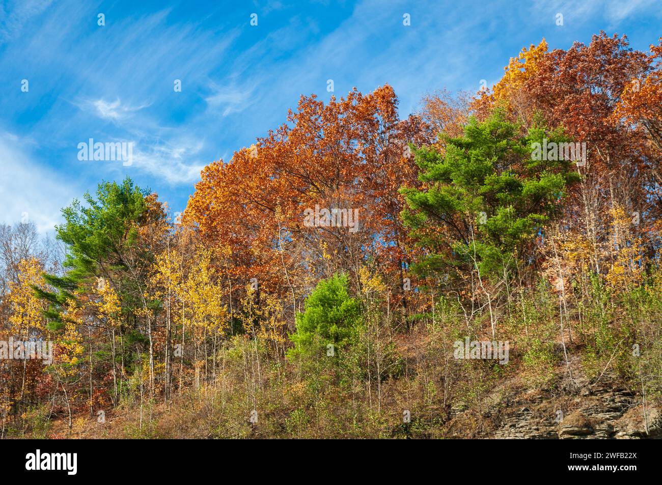 Allegheny national forest trails hi-res stock photography and images ...