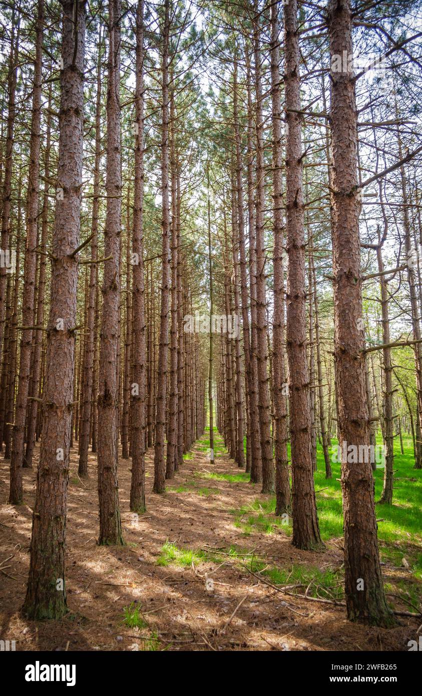 The Tree Groove at Tionesta Lake in the rugged hills of northwestern ...