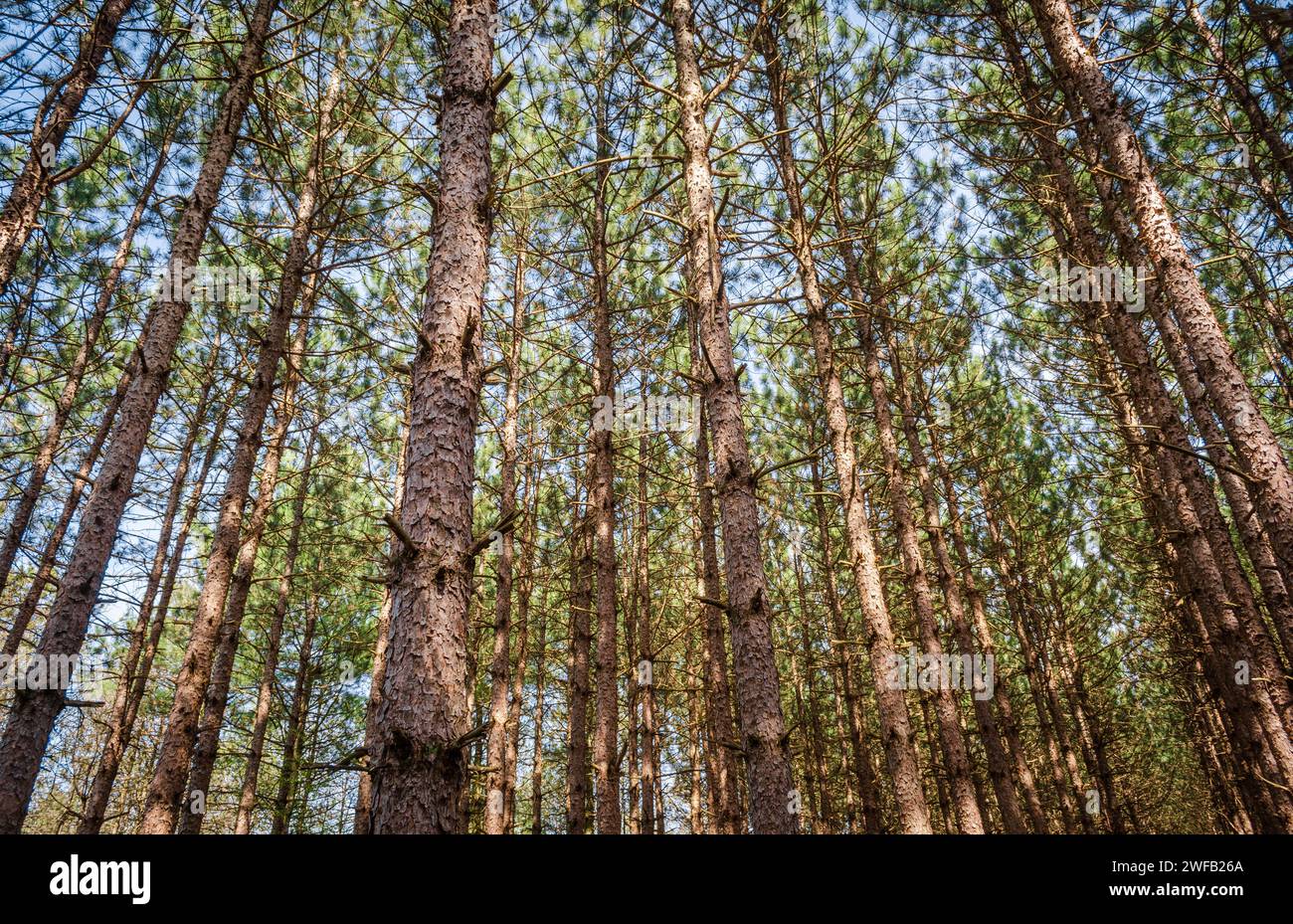 The Tree Groove at Tionesta Lake in the rugged hills of northwestern ...